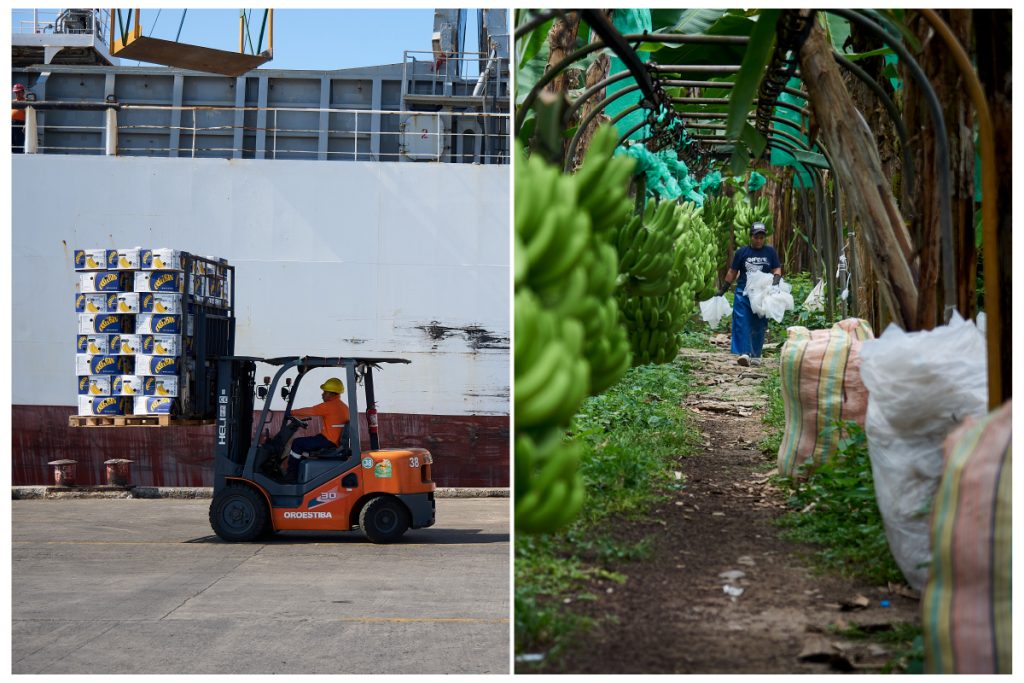 Trabajadores bananeros: la explotación por la exportación – mutantia.ch