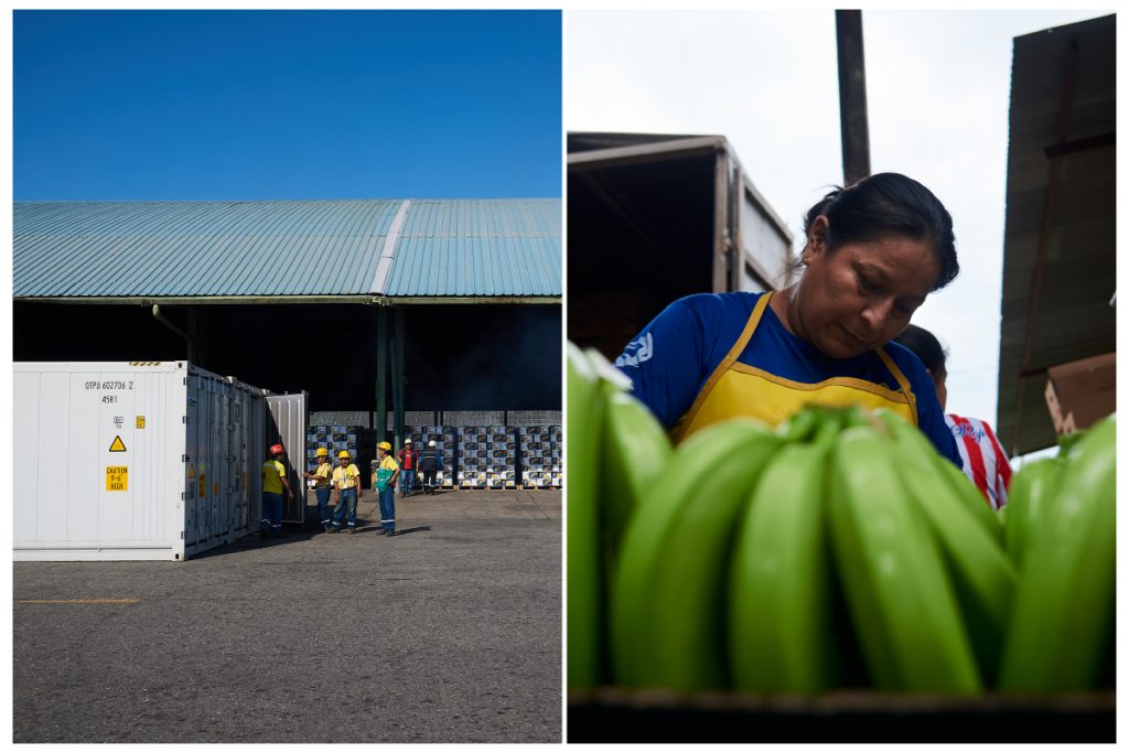 Trabajadores bananeros: la explotación por la exportación – mutantia.ch